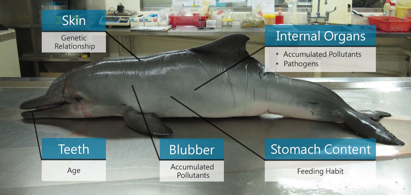 Local Marine Life Stranding Investigation :: OPCFHK