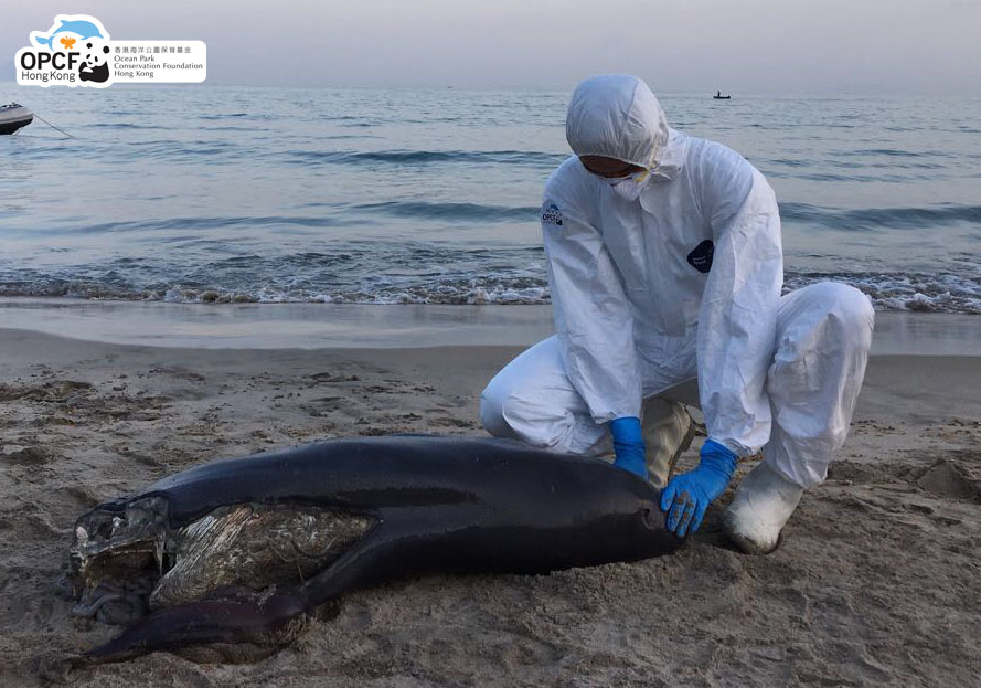 TALK: UNLOCK THE UNNATURAL – CETACEAN STRANDING (SEPTEMBER) :: OPCFHK